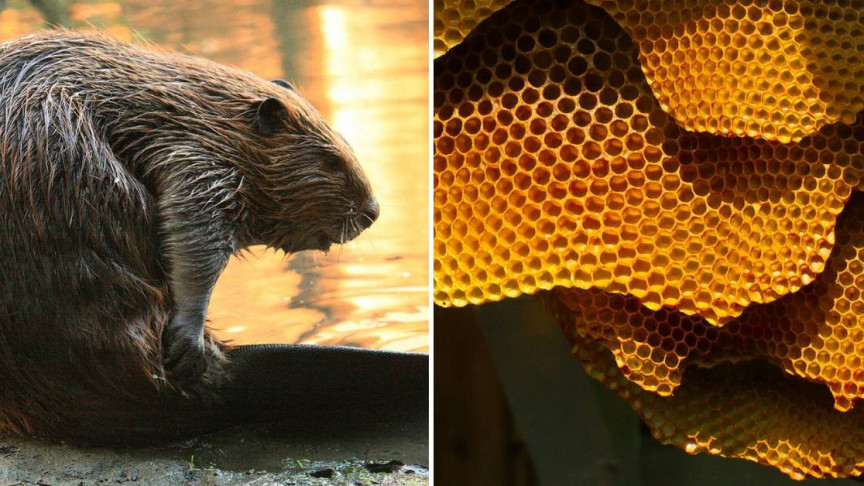 The Most Fascinating Engineers of the Animal Kingdom