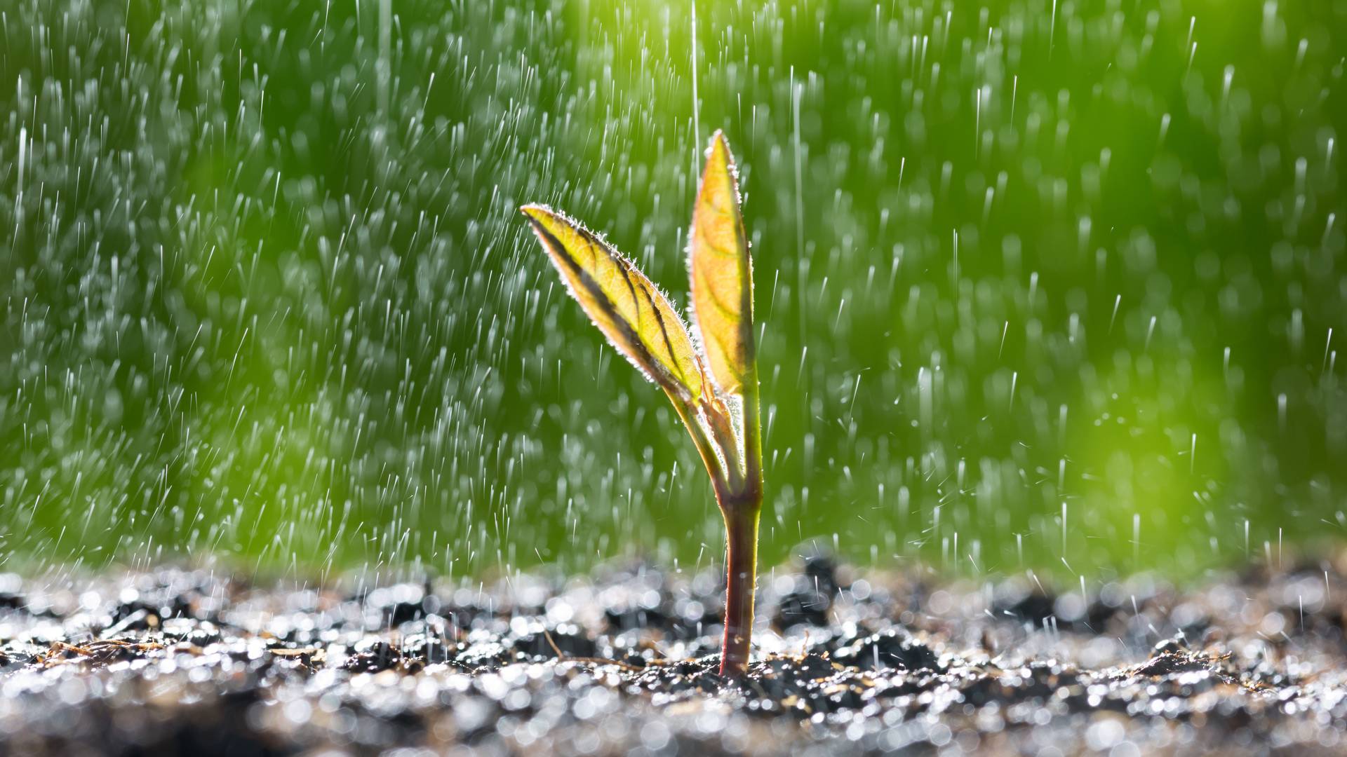 17 Plants Believed to Be Extinct Have Been Spotted Again | IE