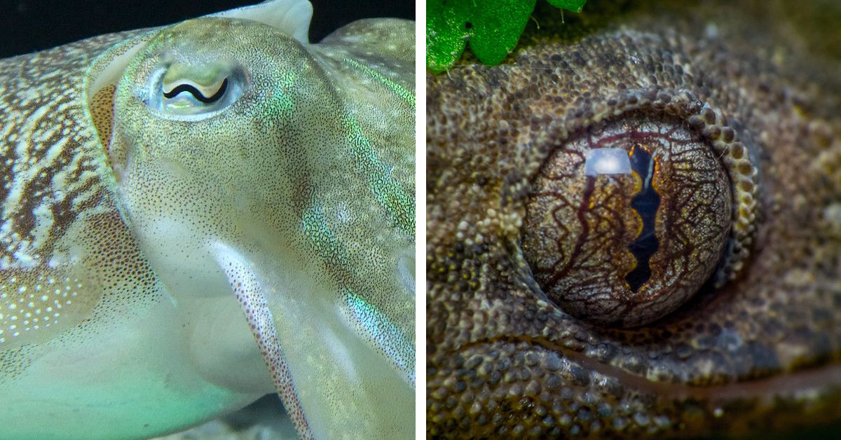 Why Do Animals Have Differently Shaped Pupils in Their Eyes?