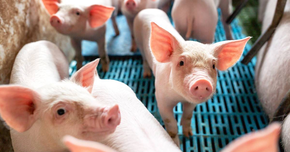 FDA Approves First Allergy-Free Genetically Modified Pig | IE