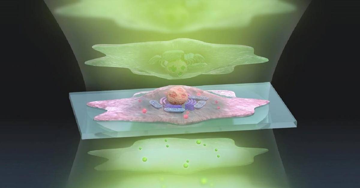 New Microscopy Tech Helps See Inside Living Cells 7 Times Clearer