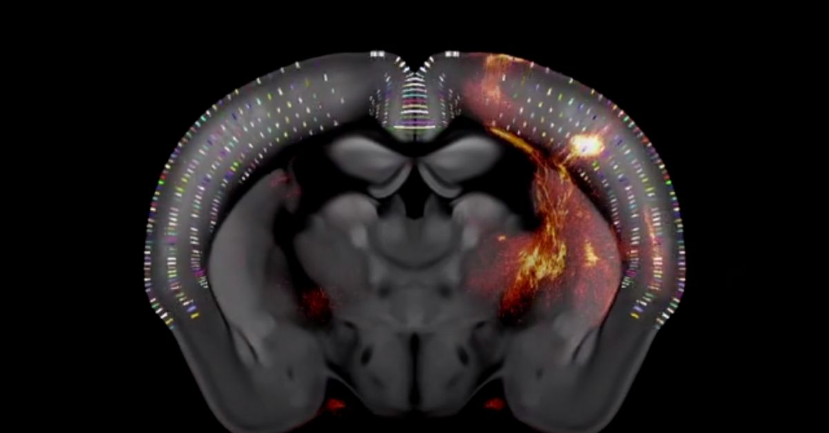 Enormous New 3D Map Traces Every Neuron in Mouse Brain