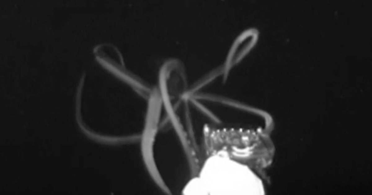 Giant Squid Captured on Film for the First Time in US Waters