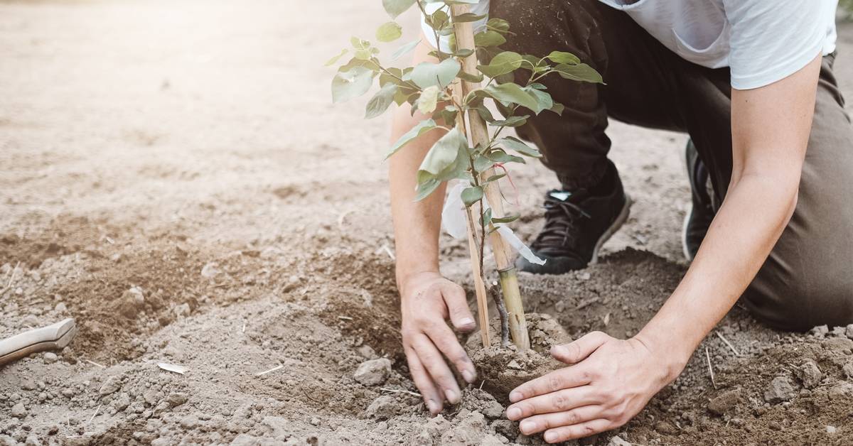 The Tree-Planting Campaign Supported by Elon Musk Just Raised $20 Million