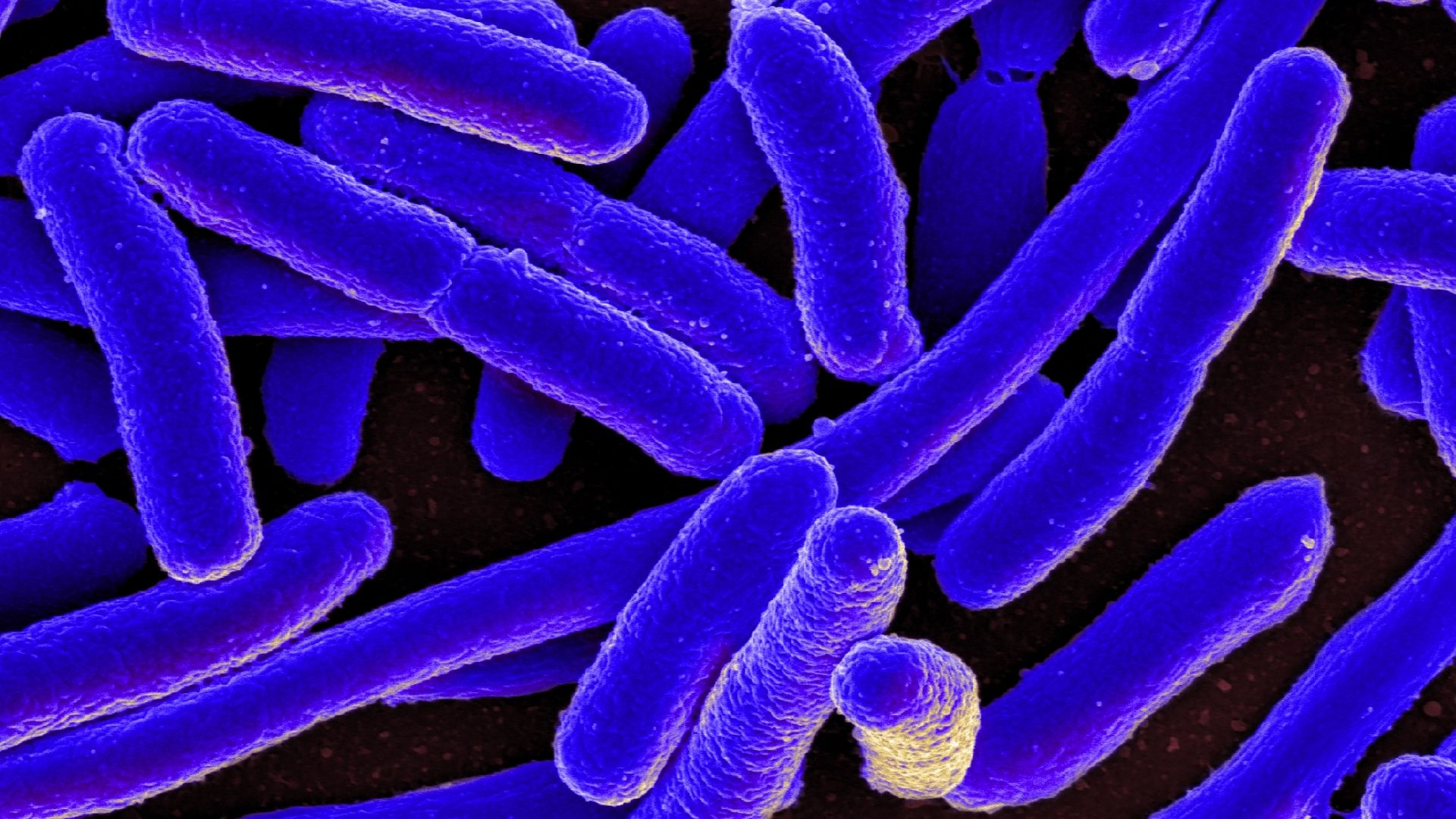 These Bacteria Eat Pollution and Breathe Electricity | IE