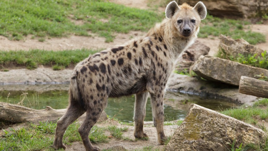 A New Study Proves Ancient Hyenas Inhabited Canada During the Ice Age
