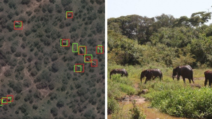 Scientists Use Satellite Imagery, AI to Count Elephants | IE