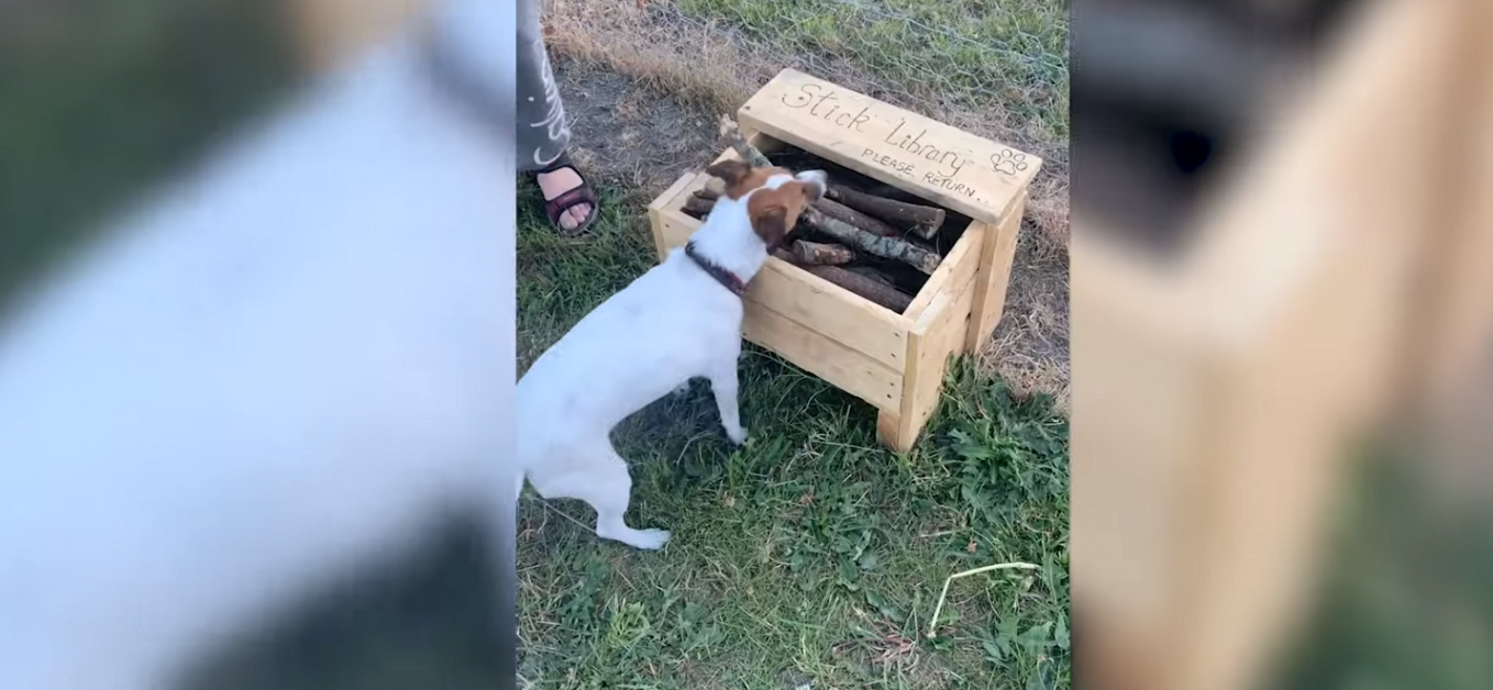 A Shortage of Sticks Prompts Man to Build 'Stick Library' for Dog Park