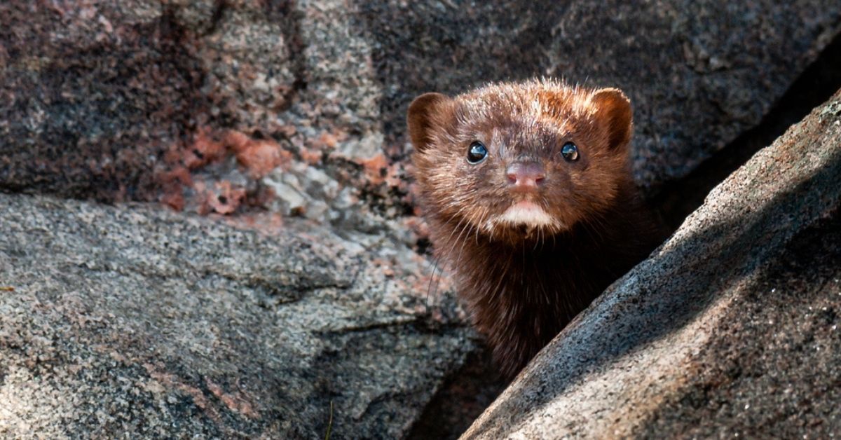 Culled Mink Rise from Their Graves, Spark Fear in Denmark | IE