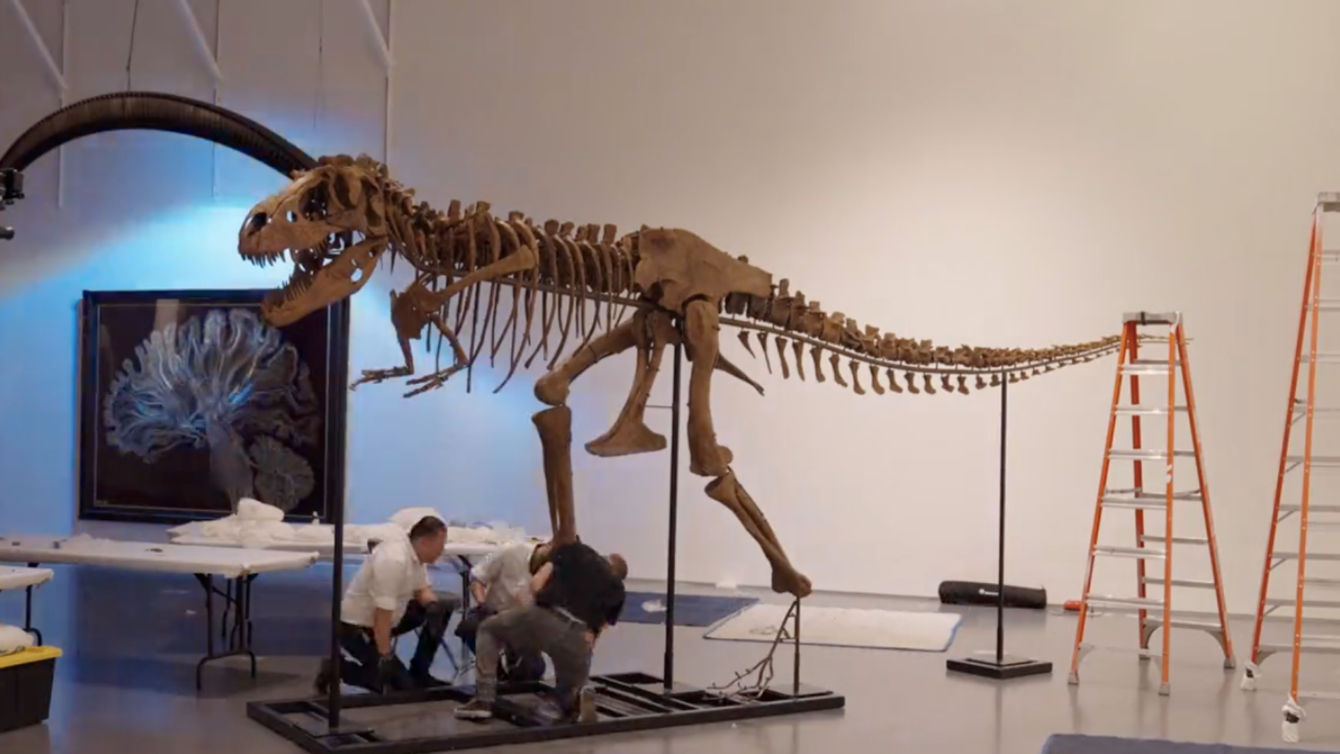 Dinosaur skeleton auction: A 76 million-year-old Gorgosaurus skeleton ...