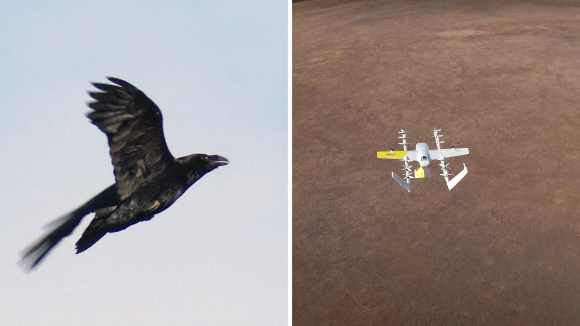 Watch a Raven Attack a Delivery Drone in Australia