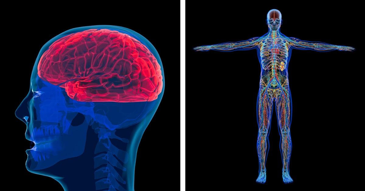 9 Studies That Show How Our Brain and Body Age at Different Speeds