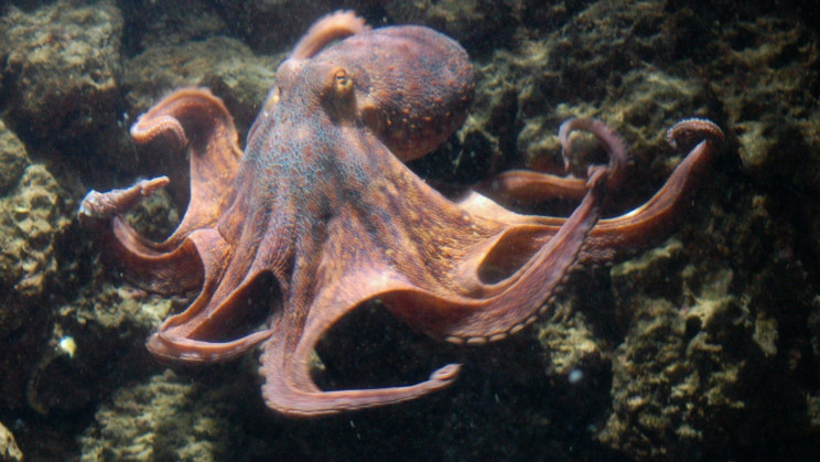 Oktopus Wie Viele Gehirne | Oktopus-Fakten: Lebensraum, Verhalten ...