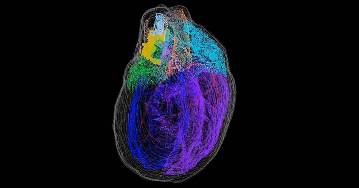 First-Ever 3D Map of the Heart's Neurons