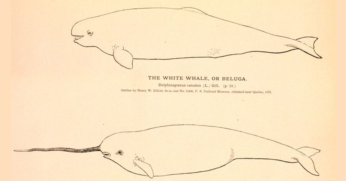 Scientists Confirm Discovery of A Narwhal-Beluga Whale Hybrid
