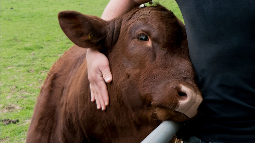 NGO Launches Cow-Cuddling Therapy Center in India | IE